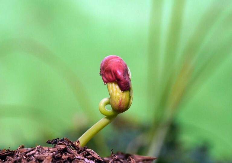 Jak prawidłowo sadzić groch w ogrodzie?